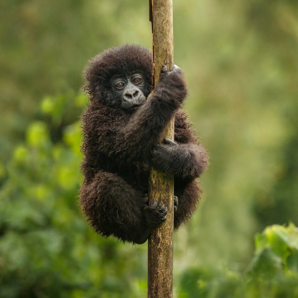 deforestation david attenborough